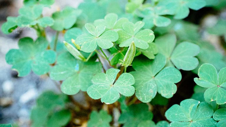 Weed Identification - Common Types of Garden and Lawn Weeds