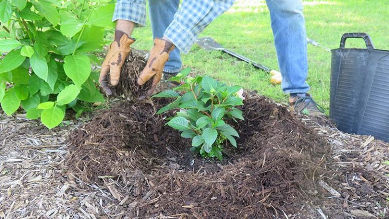 Shrub Care Tips - How to Care for and Maintain Shrubs