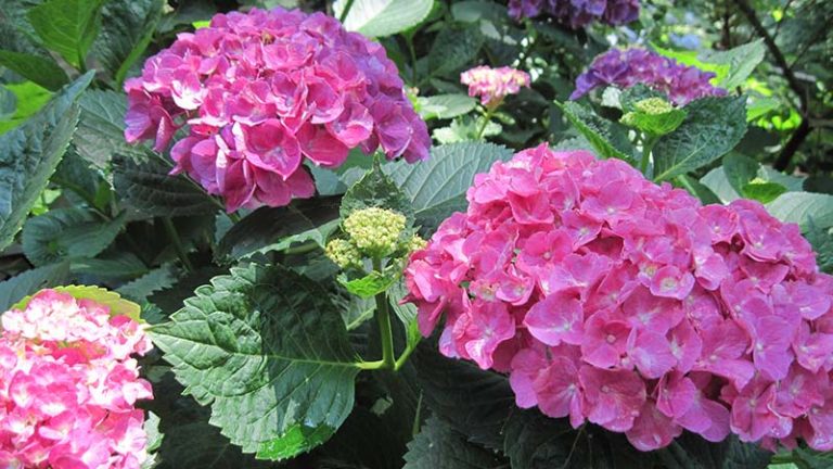 Shrub Care Tips - How to Care for and Maintain Shrubs